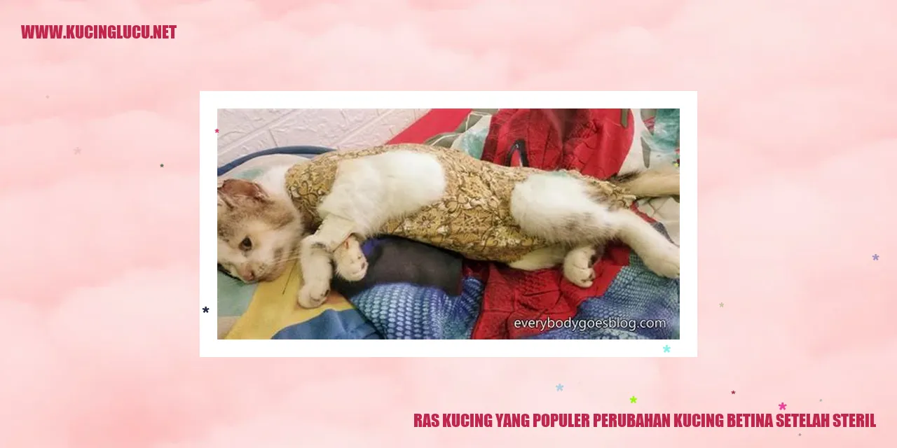 Perubahan Kucing Betina Setelah Steril: Apa yang Harus Anda Ketahui ...